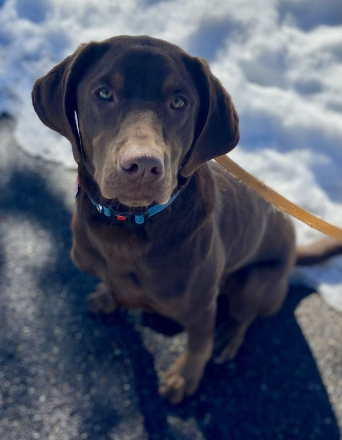 Approach – A Different Dog